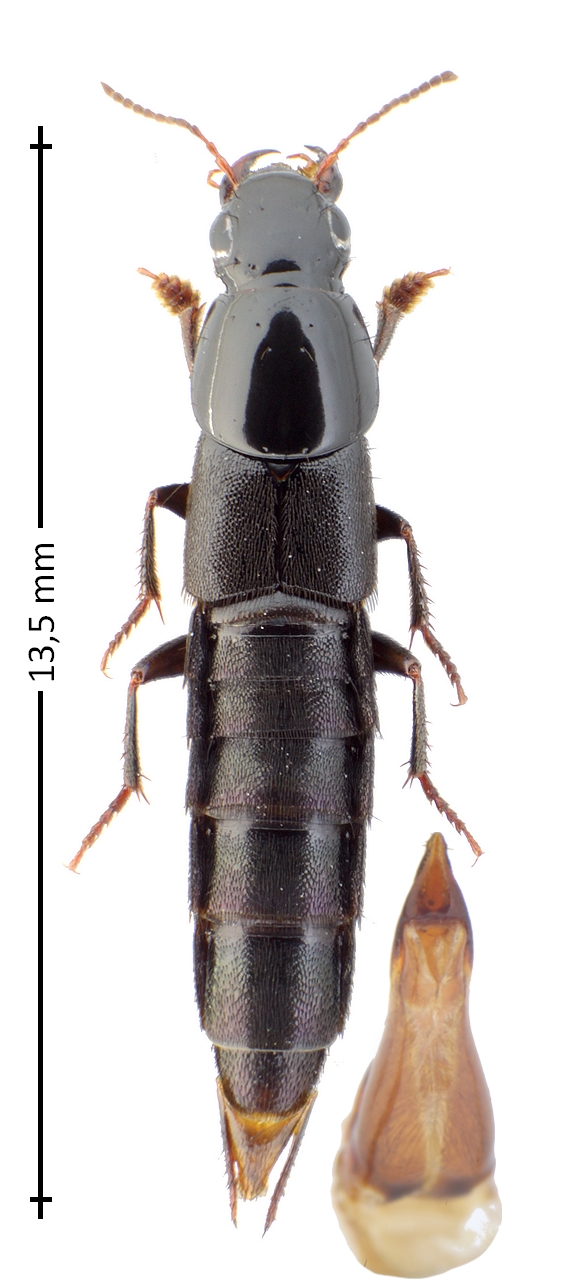 Staphylinidae